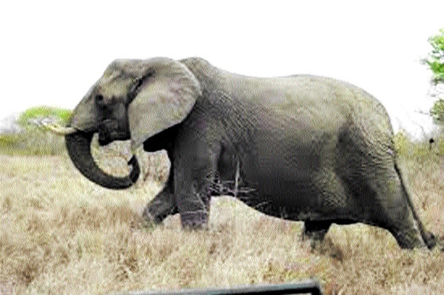 Elephant menace continues in few districts - The Hitavada