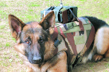 Gadgets to help Army dogs to spy on enemy locations - The Hitavada