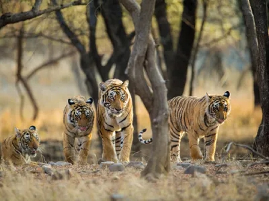 Country’s tiger population up by 750 in 4 yrs to 2,976: Javdekar - The ...