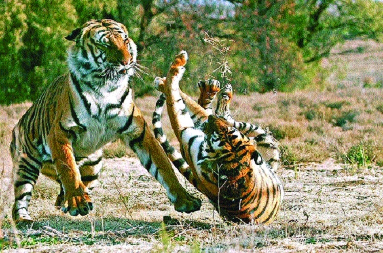 The Hitavada - With rise in population, tigers in KTR fighting for space