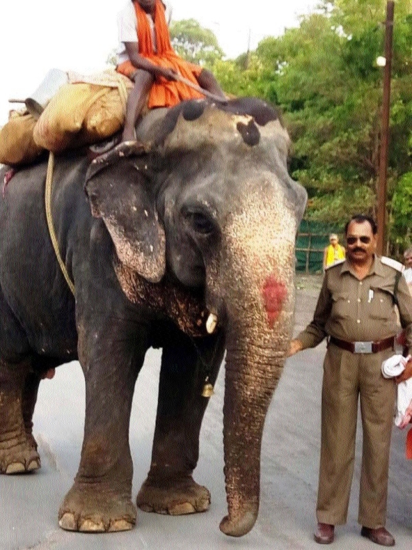 Two mahouts, elephant trying to enter Sarangarh, caught from Odisha ...