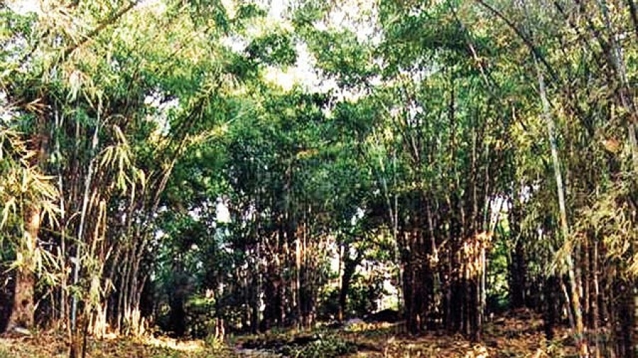 Forest Based Industries Images