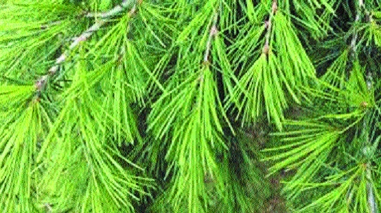 Medicinal values of ‘Patri’ used in festivals - The Hitavada