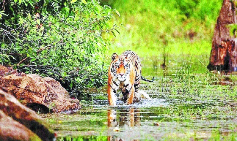 15 new wildlife sanctuaries proposed in MP - The Hitavada