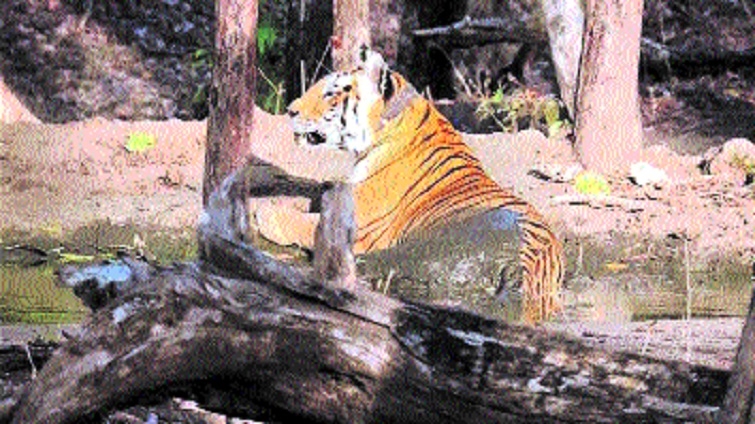 Injured tigress cured with dot technique at Pench - The Hitavada