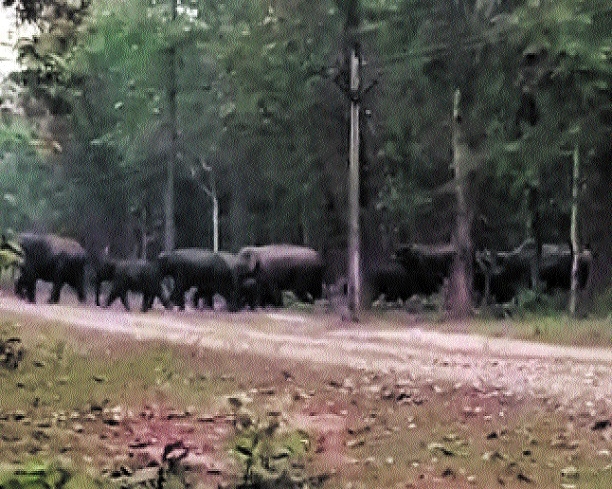 Rampaging elephants reach Kaseru Gram, Bandhavgarh - The Hitavada
