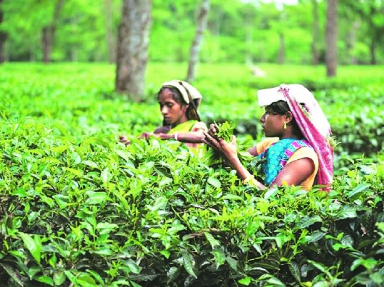 Tea exports slide by 3% in 2019 - The Hitavada