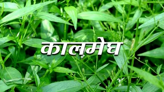 ‘Kalmegh plant can prevent various infections’ - The Hitavada