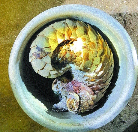 Pangolin poached in Pench; two arrested - The Hitavada