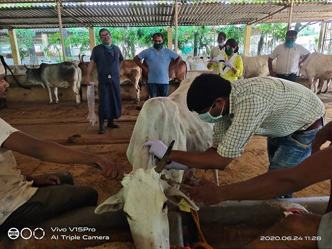 Veterinary experts examine cows at Dayodaya Gaushala - The Hitavada