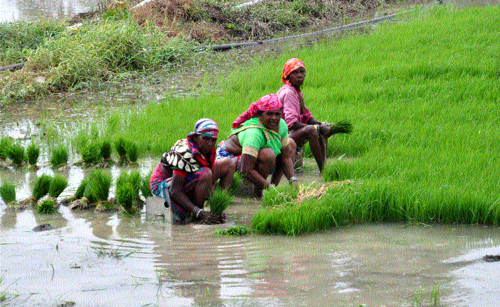 Dry spell distressing agricultural sector - The Hitavada