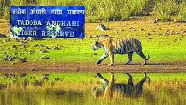No new road projects in Mah tiger corridors without complying with NTCA ...