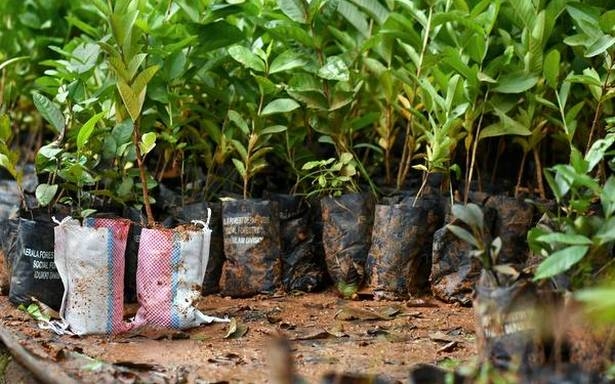 Yet another plantation drive, but what happens to saplings - The Hitavada