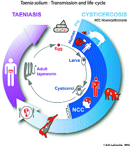 Life Cycle Of Cysticercosis