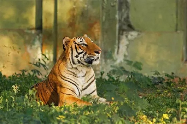 Tiger: Indicator of healthy forest - The Hitavada