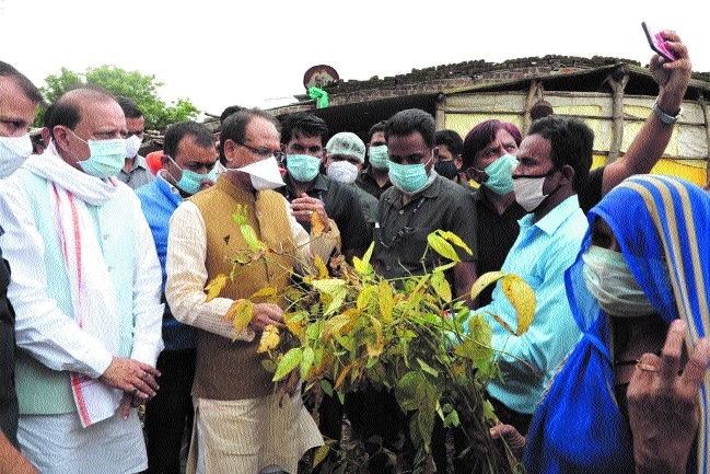 Loss incurred in soybean crop to be compensated: Chouhan - The Hitavada