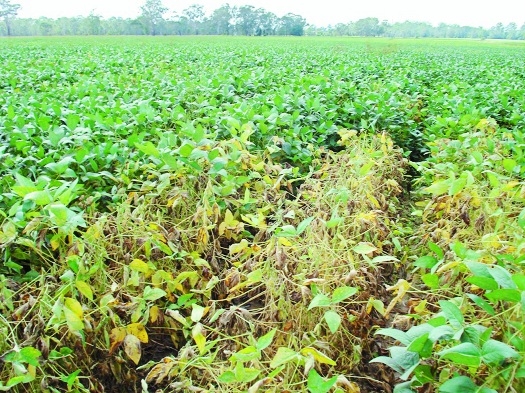 Incessant rains damage soybean in Ngp Distt - The Hitavada