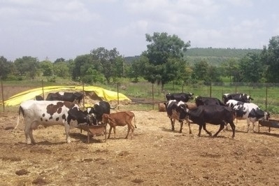 Webinar on ‘Nurturing cow’ on September 25 - The Hitavada