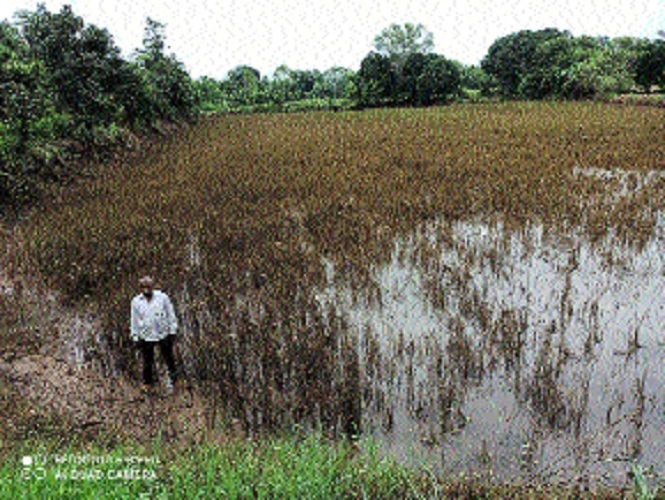 Overflowing lake water badly affecting standing crop at Bairagi village ...