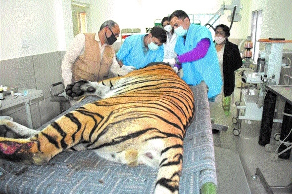 Van Vihar doctors’ team treating injured tiger - The Hitavada