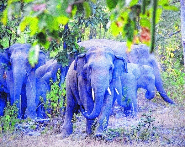 Tourists’ close encounter with elephants in Bandhavgarh - The Hitavada