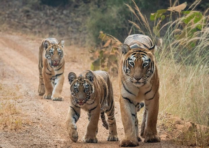 Tigress P-234 (23) delivers three cubs at Panna - The Hitavada
