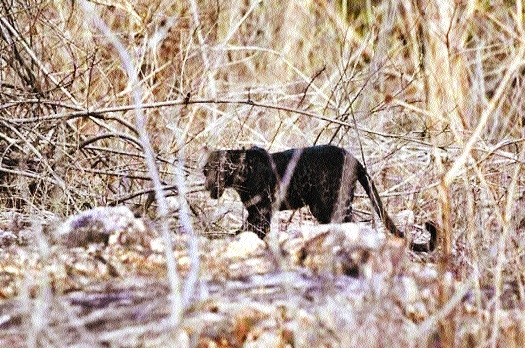 Black cat ‘Bagheera’ attracting tourists at Pench Reserve - The Hitavada