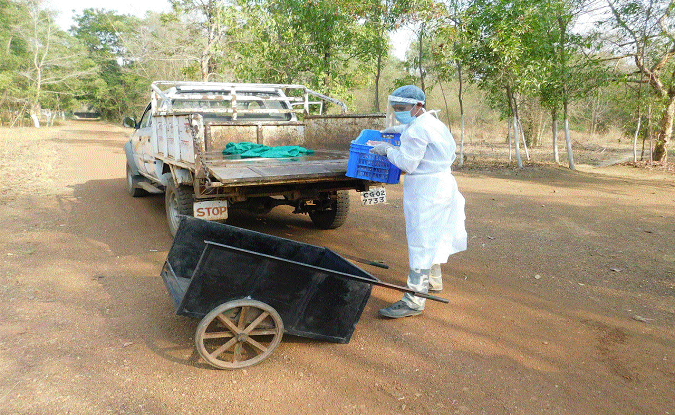 Kanan Pendari Zoo authority takes preventive measures for animals - The ...