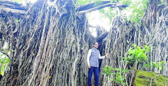 CM visits ancient banyan tree on Bara Barasat in Pachmarhi - The Hitavada