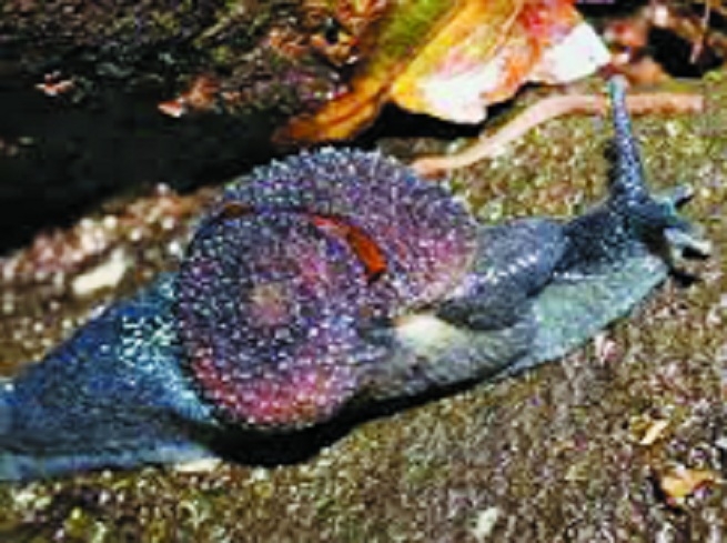 New snail variety discovered in Mah, named after Mumbai scientist - The ...