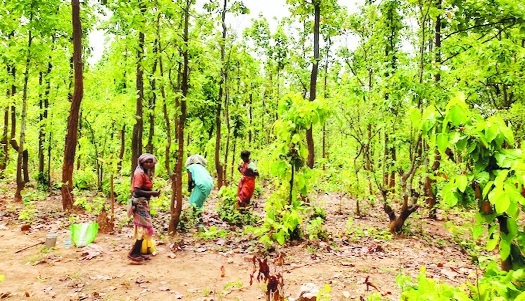 Tribals to get more powers in managing forest resources - The Hitavada