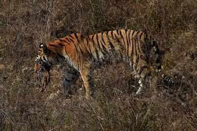 Tiger corridors in part of Central Indian landscape have largest forest ...