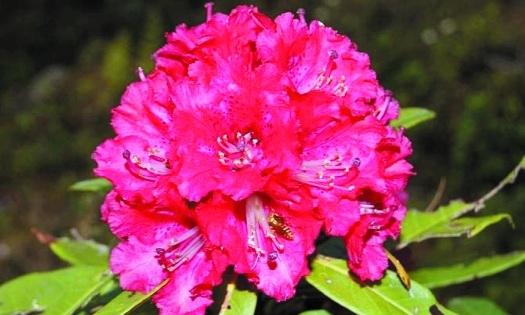 Phytochemicals discovered in Himalayan plant ‘Buransh’ that restrains ...