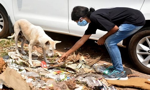 Decide designated spots for general public to feed stray dogs: SC to ...