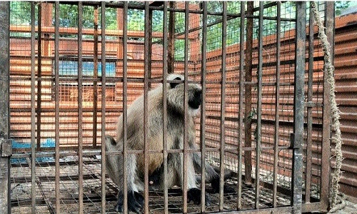 Forest Department cages monkey creating terror - The Hitavada