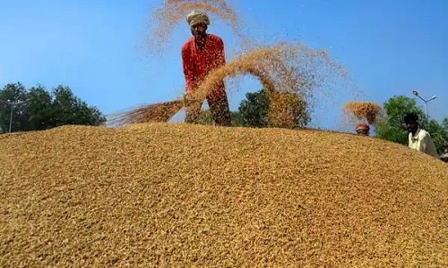 74.41 lakh MT of paddy procured in CG - The Hitavada