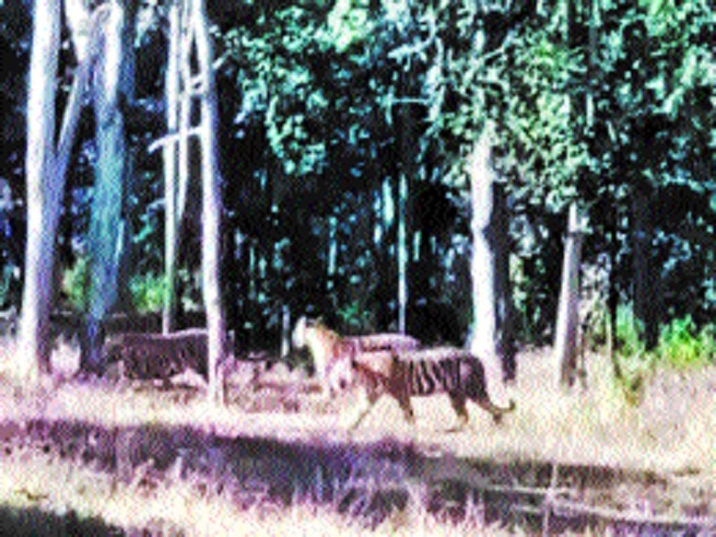 Sighting of tiger family in Churna range excites tourists - The Hitavada