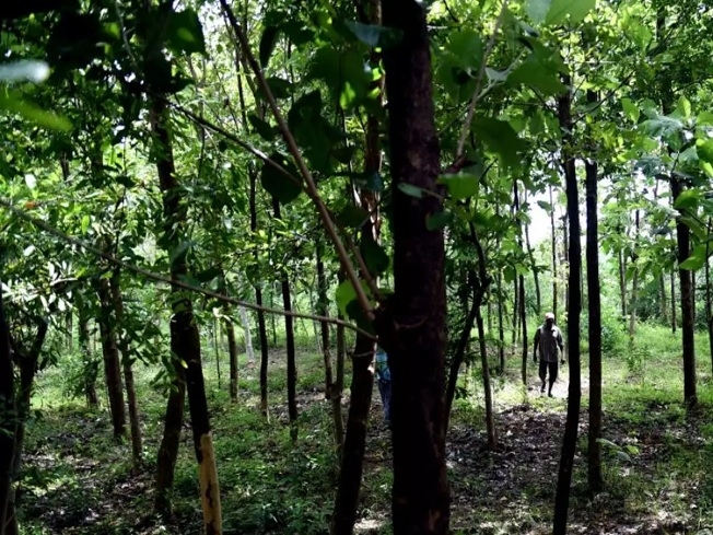 Tree committee to decide fate of 1,655 trees today - The Hitavada