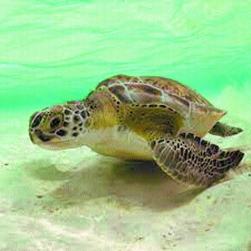 Green sea turtle nesting site documented for first time in Maharashtra ...