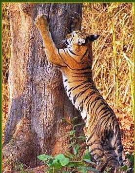 NTCA directs to declare core areas of Reserve as No Entry Zones - The ...