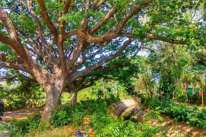 Differences erupt in local tree committee on proposed felling of 211 ...