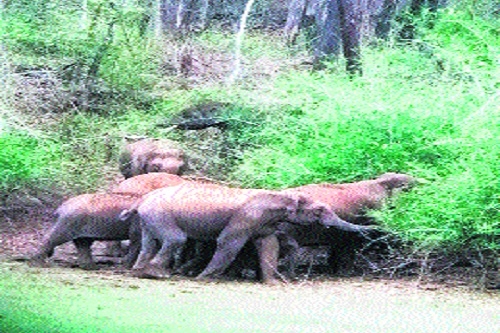 Villagers living in fear as elephants’ rage continues around Shahdol ...