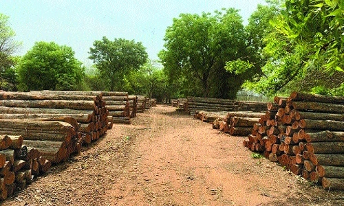 FDCM to supply 300 cu mt teakwood for Central Vista Parliament Project ...
