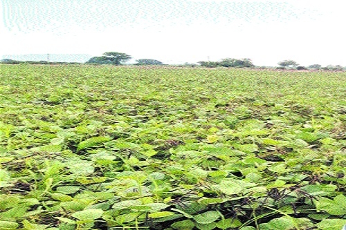Large scale sowing of moong to prove fruitful for Narmadapuram farmers ...