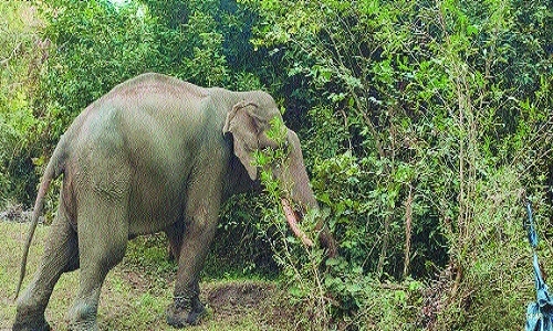 3 Patanil Camp elephants translocated to Gujarat - The Hitavada