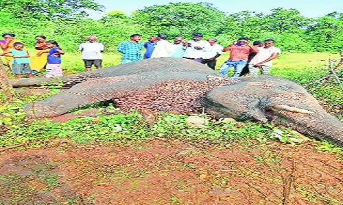 Wild elephant dies of electrocution in Sindewahi, State’s first in 100 ...