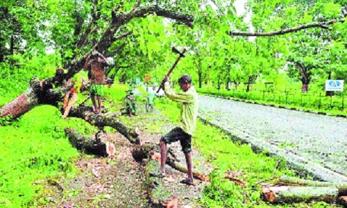3 Lakh Trees lost in last 10 years to infra projects in Bhopal - The ...
