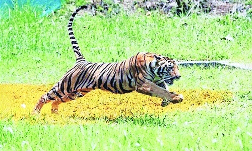 Navegaon-Nagzira Tiger Reserve welcomes two tigresses from Brahmapuri - The Hitavada