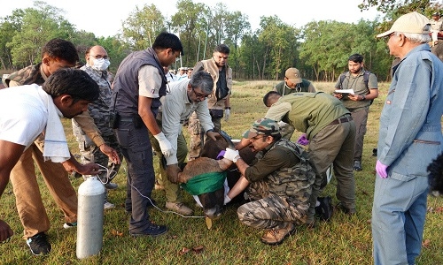 Bison Reintroduction Project begins at Sanjay Tiger Reserve - The Hitavada