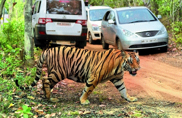 ‘Tiger@2047’ aims at bringing all potential tiger habitats under ...